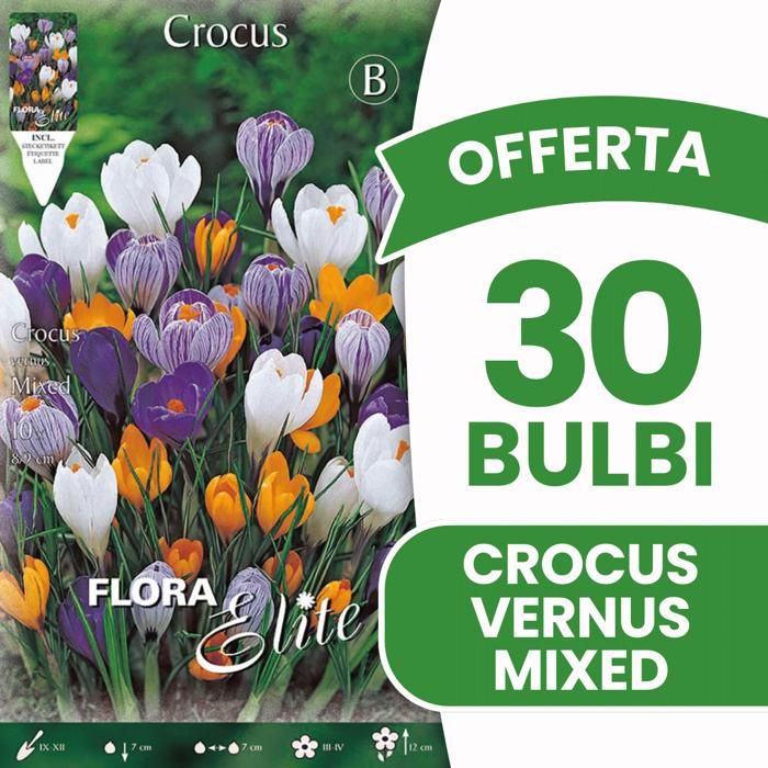 OFFERTA 30 BULBI CROCUS VERNUS MIX BULBS BULBES - Cdiscount Jardin