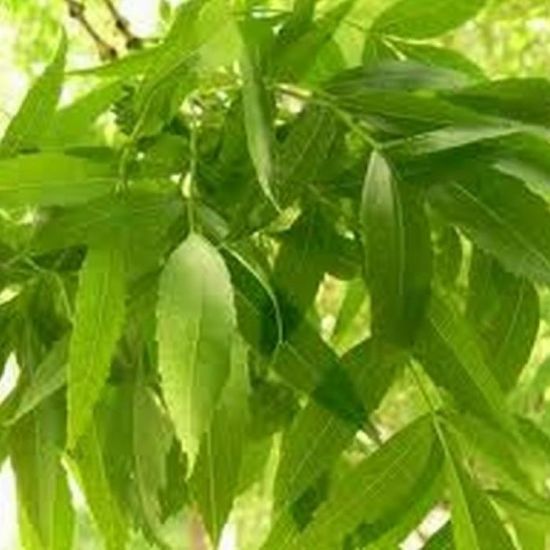 Frêne oxyphylle (Fraxinus Angustifolia) Jeune plant en godet 20/40 cm ...