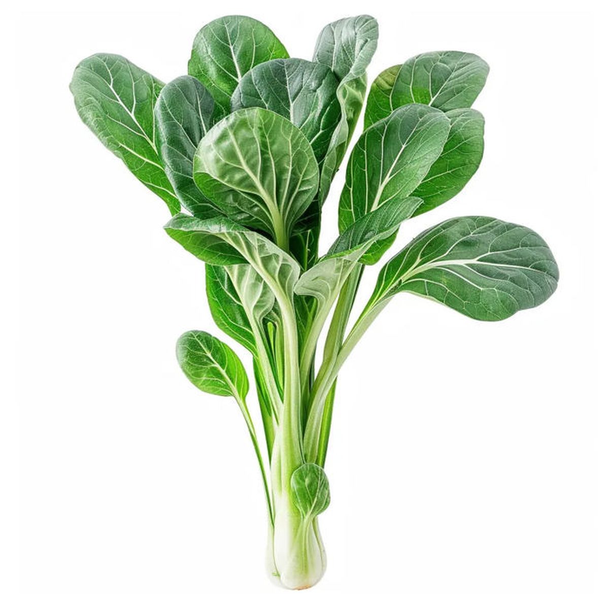 200 Graines de Chou Chinois Tatsoi - légumes ancien - semences ...