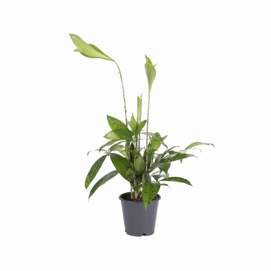 Plante d'intérieur – Dragonnier – Hauteur: 50 cm XB26 - Cdiscount Jardin