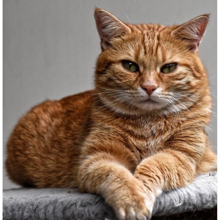 Affiche Décoration Murale - Superbe - Chat Roux A Poil Long - 31cm x ...