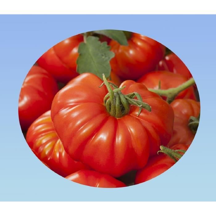50 Graines De Tomate Super Marmande - Grosses Tomates[z4235 ...