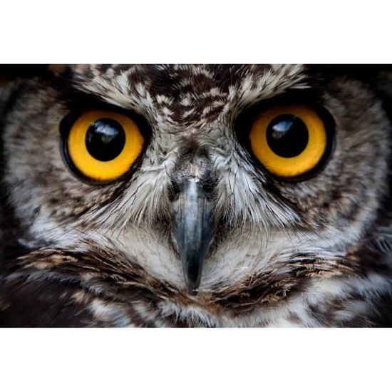 Affiche poster Hiboux - dimensions:21 x 29,7 cm (A4) - Cdiscount Maison