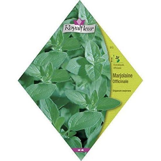 Royalfleur PFRV00915 Graines de Marjolaine Officinale - Cdiscount Jardin