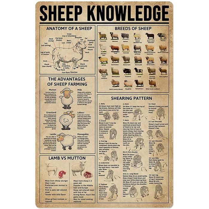 Sheep Knowledge Metal Tin Sign Anatomy Poster Farmer Animal School ...