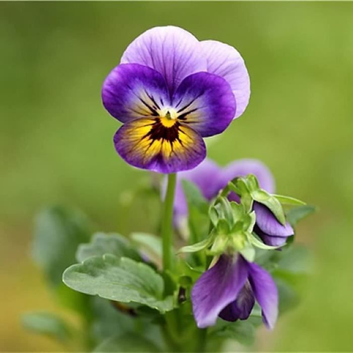 100 Pièces Graines De Pensée Belles Fleurs Pourpres Décorer Jardin ...