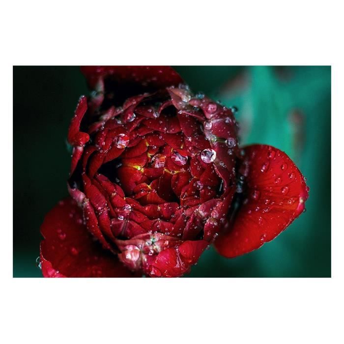 Poster Affiche Rose Goute De Rosee(41x61cmB) - Cdiscount Maison