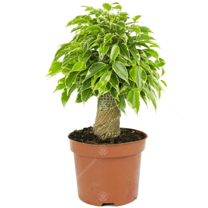 Ficus benjamina Panaché Kinky Figuier Pleureur Plante de Maison d ...