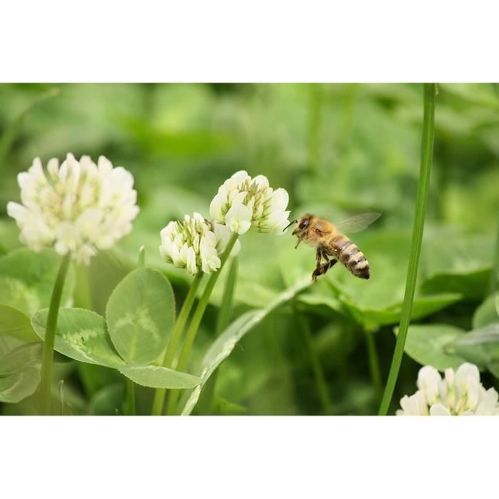 1000 Graines De Trèfle Blanc - Plante Très Mellifère - Jardin Potager ...
