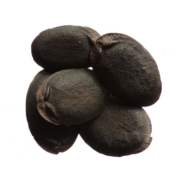 Courge Eponge - 10 graines - Luffa Aegyptiaca - Squash Sponge - SEM15 ...