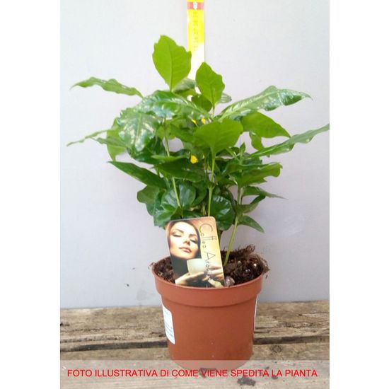 1 PIANTA DI COFFEA ARABICA PIANTA DEL CAFFÈ IN VASO 12CM PIANTE DA ...