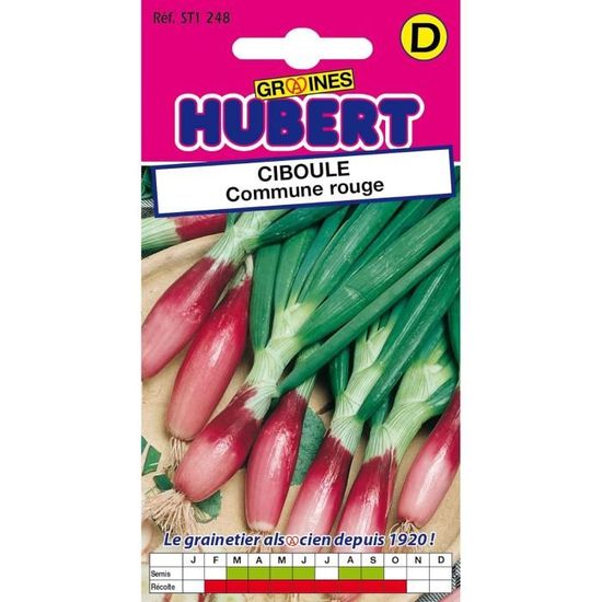 Graines de Ciboule Commune Rouge - 1 gramme.[D796] - Cdiscount Jardin
