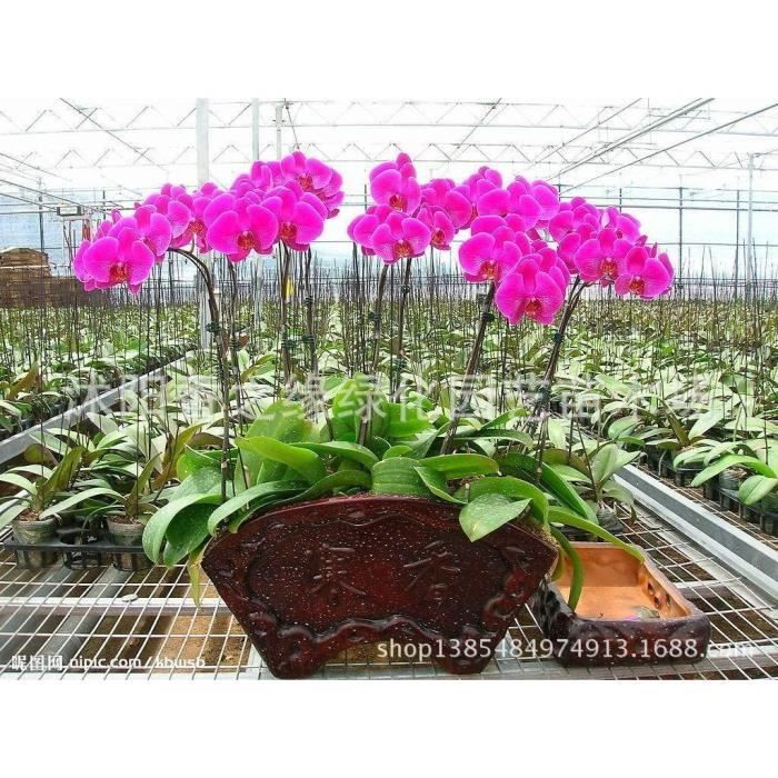Semences et fermes, 100 graines d'orchidées Phalaenopsis - Cdiscount Jardin