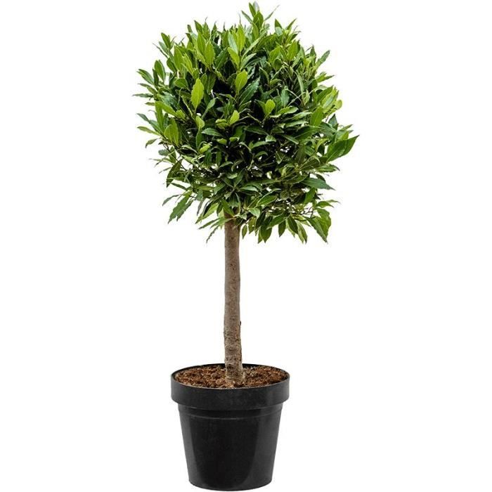 Plante d'intérieur – Laurier – Hauteur: 85 cm X649 - Cdiscount Jardin