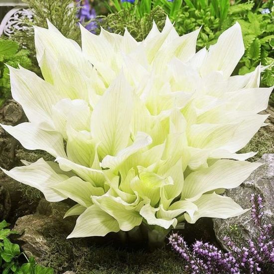 Plante extérieure Hosta Feuilles blanches Plante vivace Rhizome x1 ...