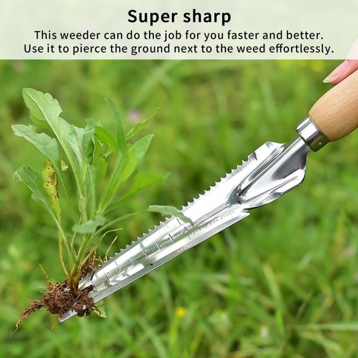 Pelle en racine acier inoxydable avec poignée bois Sauvegarde de la ...