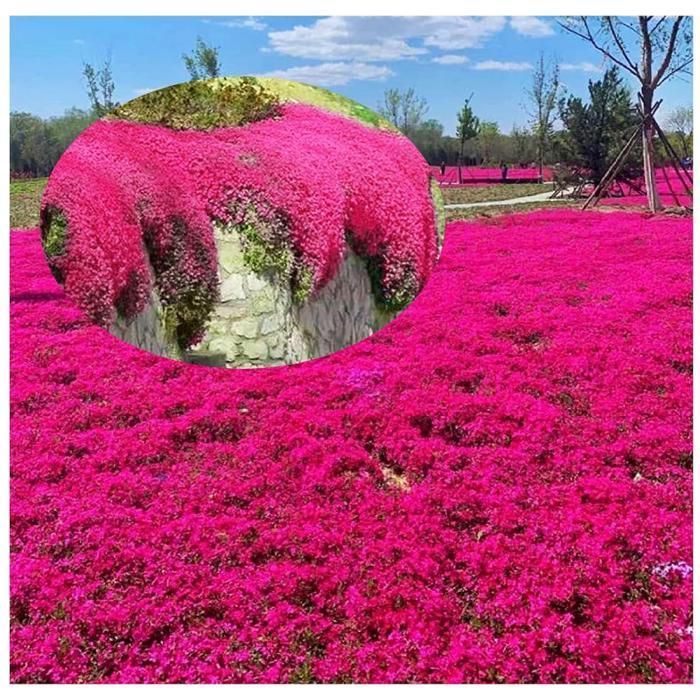 200 Graines de Thym Serpolet Rouge - Plante Vivace Couvre-Sol, Faciles ...