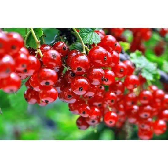 50 Graines de Groseillier à grappe Rouge - fruit potager - semences ...