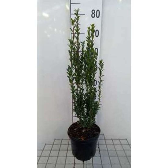 Ilex cren. 'Fastigiata' - Houx Crénelé 40- 60 cm en pot - Cdiscount Jardin