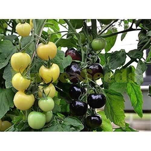 Graines De Tomates Vertes Semences Potagères De 1Bag = Rare Noir Mini ...