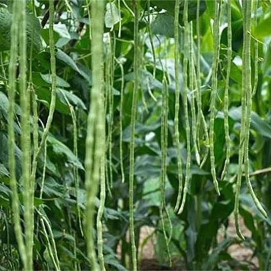 30 Pièces Graines De Niébé Cultures Indispensables Dans La Cour ...