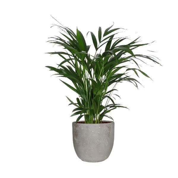 Plante d'intérieur – Palmiste multipliant en pot Céramique gris 'MICA ...