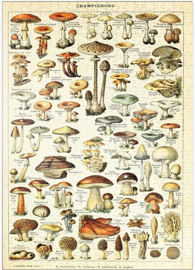 Champignons - Champignons pour Tous, Poster Art Vintage, Adolphe Millot ...