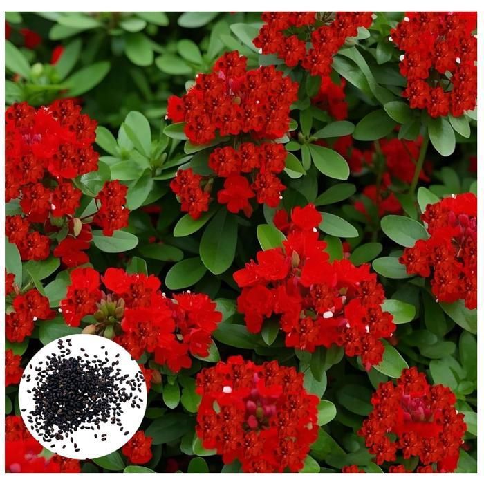 500 Graines de Thym Rampant Vivace | Couvre-Sol Aromatique Non-OGM ...
