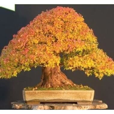 20PCS Graines Érable Japonais Bonsaï Acer Palmatum Jardin Décoration ...