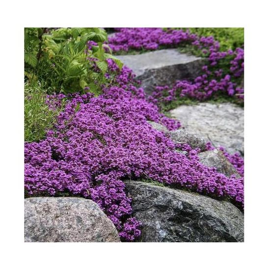 500 pièces graines de thym, thym serpolet couvre-sol,graines fleurs ...