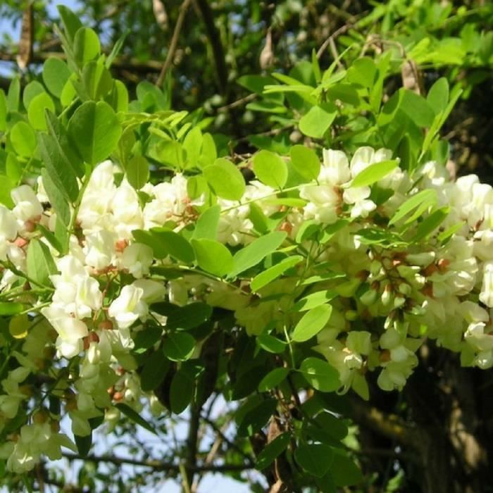 Robinier faux acacia (Robinia Pseudoacacia) Jeune plant en godet 13/25 ...