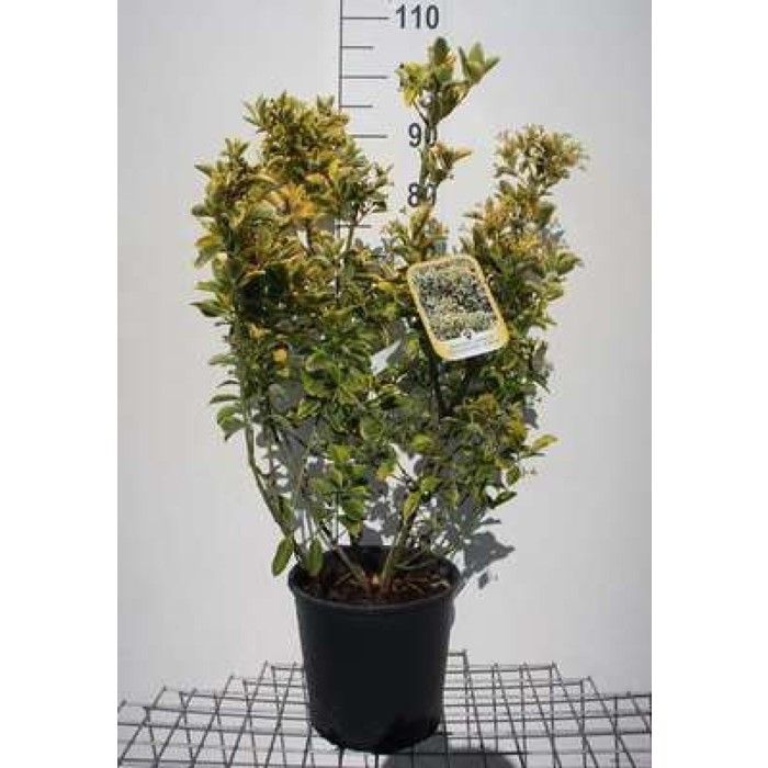 Euonymus jap. 'Aureomarginatus' ( 'el. aureus') - Fusain Du Japon 60 ...