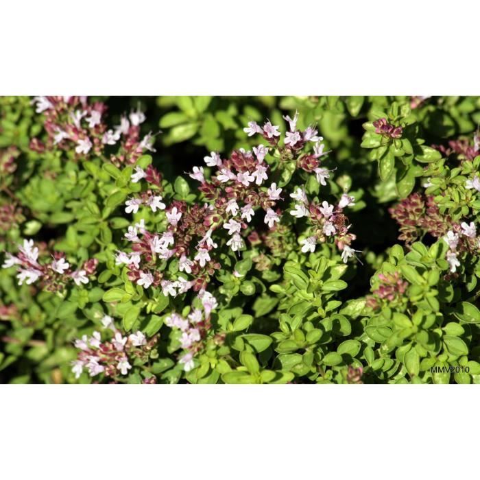 250 Graines de Marjolaine Officinale - plante aromatique jardin méthode BIO - Cdiscount Jardin