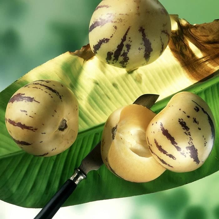 Graines de fruits végétales1 Sac Pepino Seed Nutritif Médicinal Parfumé ...
