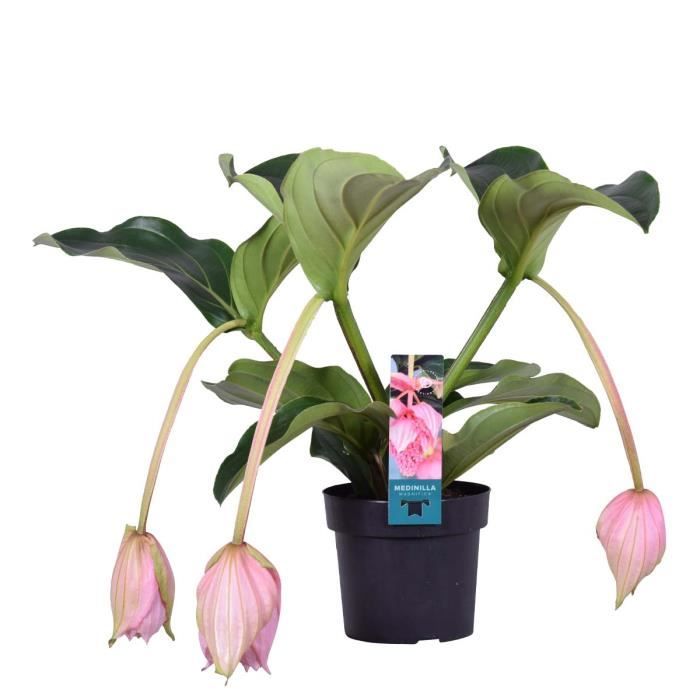Medinilla magnefica – Fleur en spray – Plante d'intérieur – Facile d ...