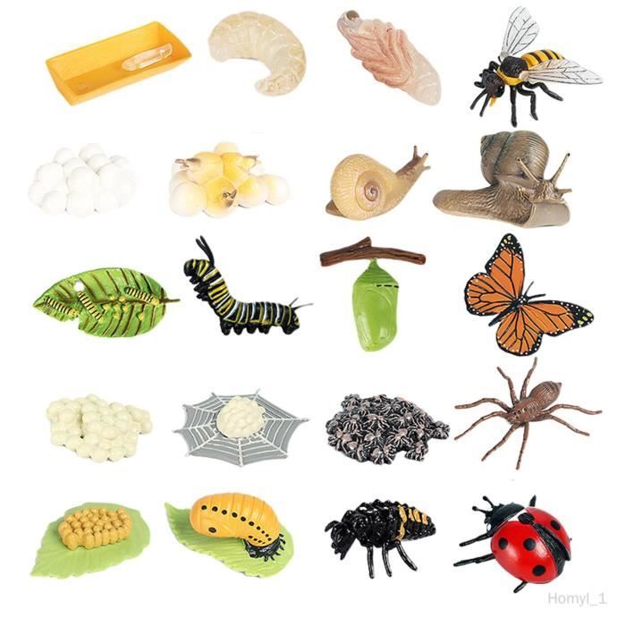 Cycle de vie des insectes Jouets éducatifs Science Cognition pour les ...