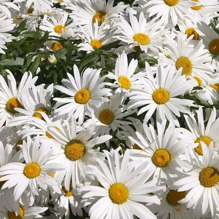 GRAINE - SEMENCE 50pcs graines de fleurs vivaces fortes vitalité non ...