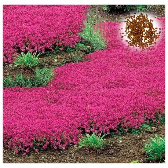 1000 Graines de Cresson de Roche, Graine de Thym Serpolet, Plante Vivace Couvre-Sol, Semences de ...