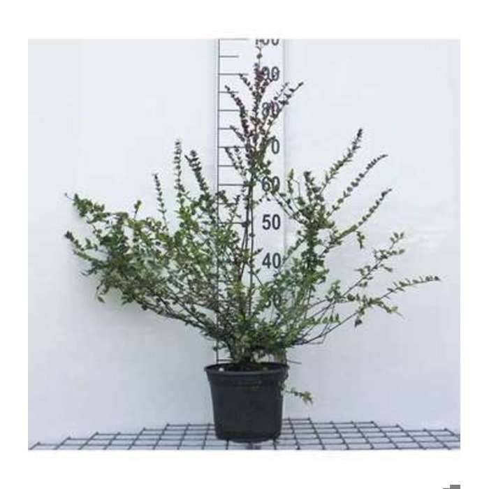 Lonicera nit. 'Red Tips' - Chèvrefeuille 20- 25 cm en pot - Cdiscount ...