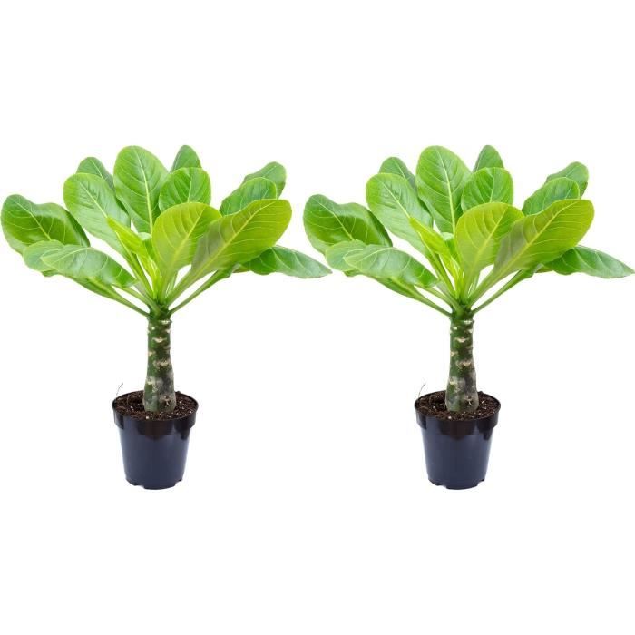 Brighamia Lot De 2 Palmes Hawaïennes Hauteur : Env. 40 Cm Diamètre Du ...