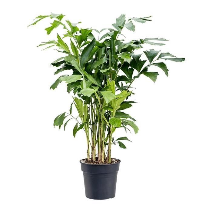 Plante d'intérieur – Palmier à Queue de Poisson de Birmanie – Hauteur ...