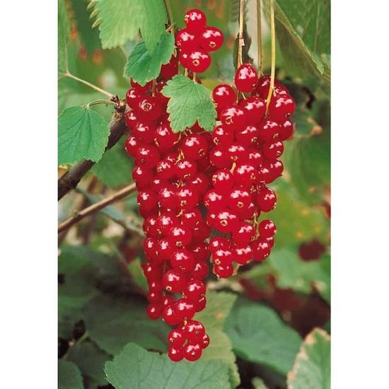 3 Groseilliers 'Rovada' - Cdiscount Jardin