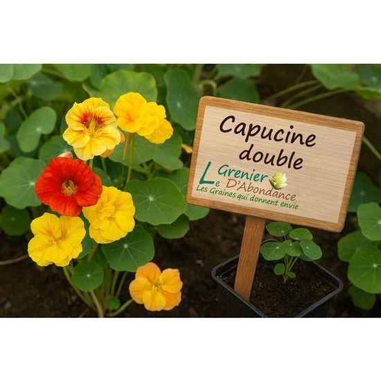 20 graines de Fleurs à semer - Le Grenier d'Abondance - CAPUCINE Double ...