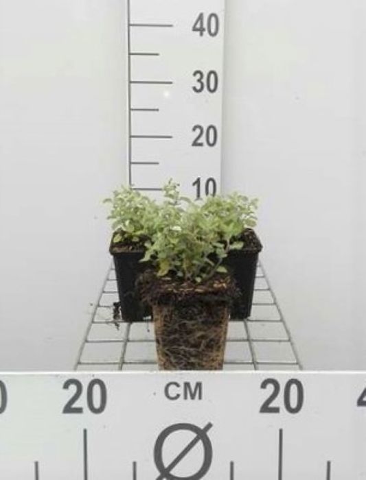 Nepeta faassenii - Herbe a chat en pot de 9 x 9 cm - Cdiscount Jardin