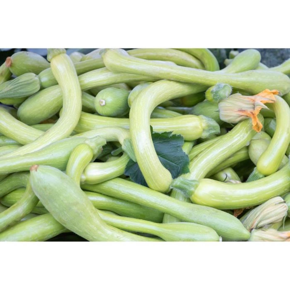 Lot 25 Graines de Courgette-Courge Musquee Longue De Nice - Variété ...