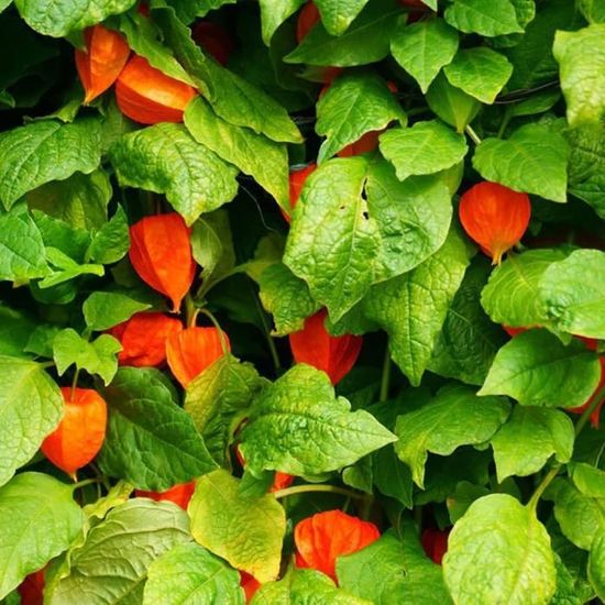 Physalis Graines Plantes Fruits Arbres Fruitiers Plantes De Jardin ...