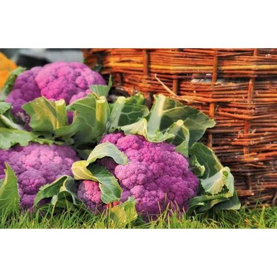 Chou-fleur 'Violeto de Sicilia''Violet de Sicile' - Cdiscount Jardin