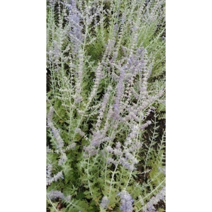 Perovskia atripl. 'Blue Spire' - Lavande D'Afghanistan, Sauge De Russie ...