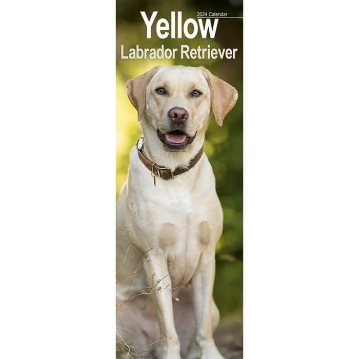 Calendrier Slim 2024 Labrador Sable (Av)- Retriever - Format 15X42 Cm ...