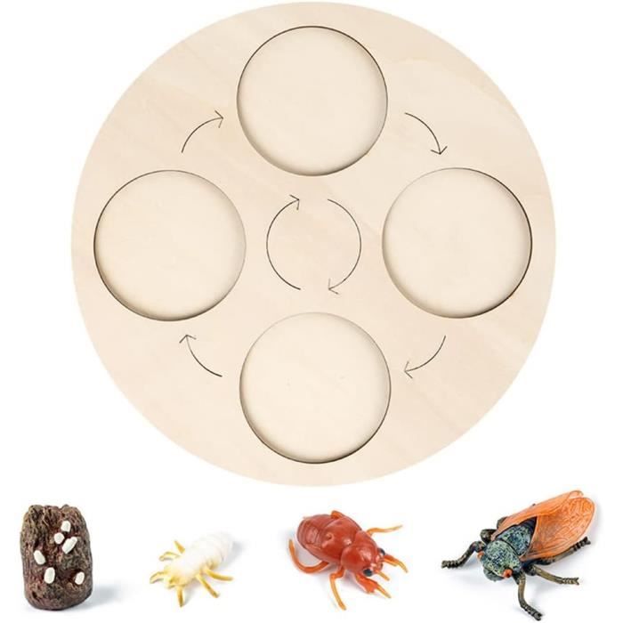 Kit De Cycle De Vie Des Insectes, Étapes De Style De Vie Des Insectes ...